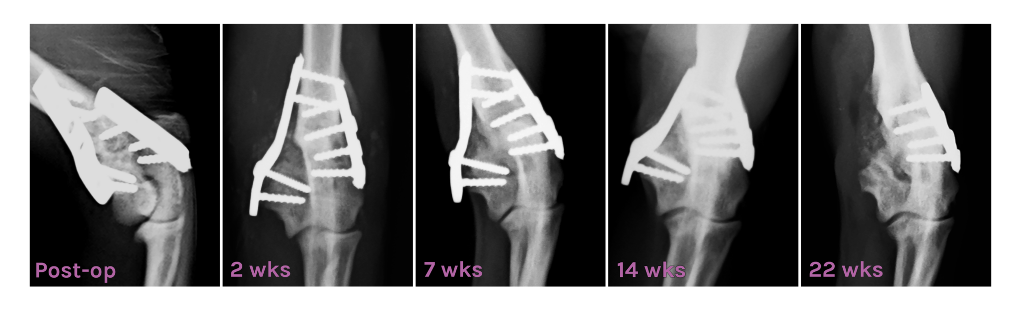 Bengal cat’s supracondylar open fracture case | Adaptos®Vet